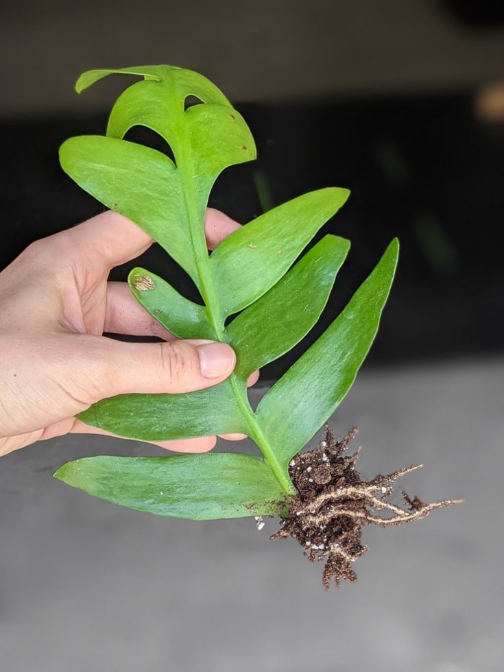 Fern leaf cactus care: Meet the stunning selenicereus chrysocardium!