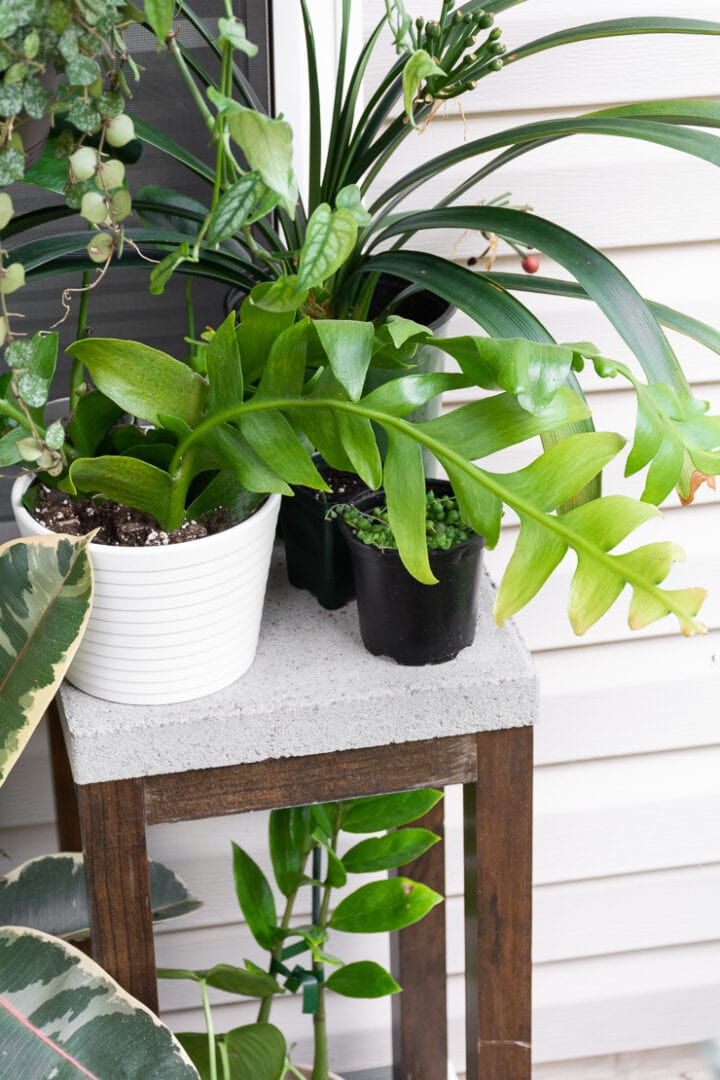 Fern leaf cactus care: Meet the stunning selenicereus chrysocardium!