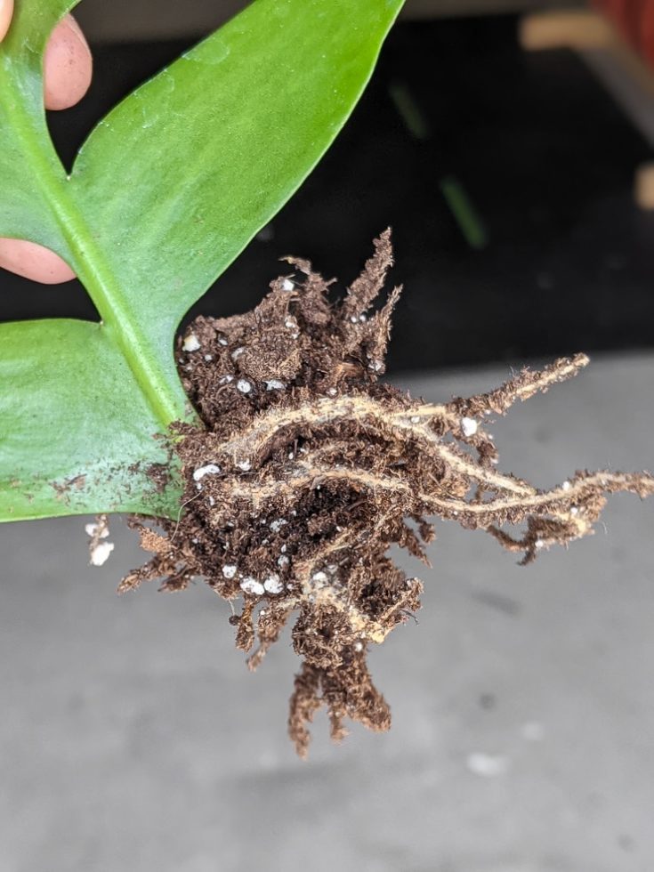 Fern leaf cactus care: Meet the stunning selenicereus chrysocardium!