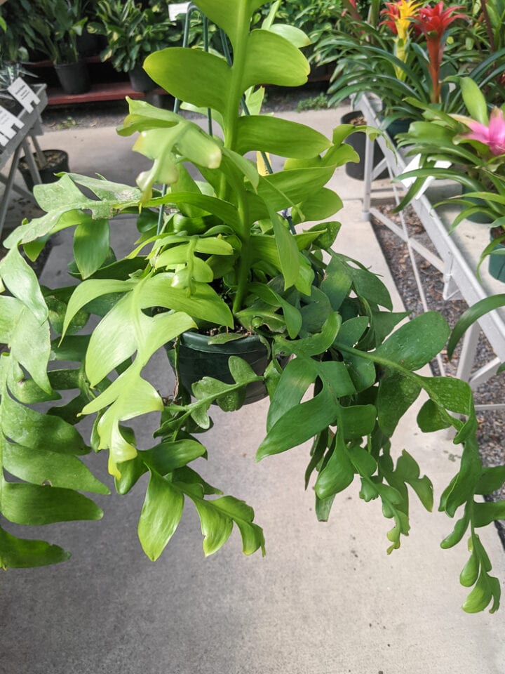 Fern leaf cactus care: Meet the stunning selenicereus chrysocardium!