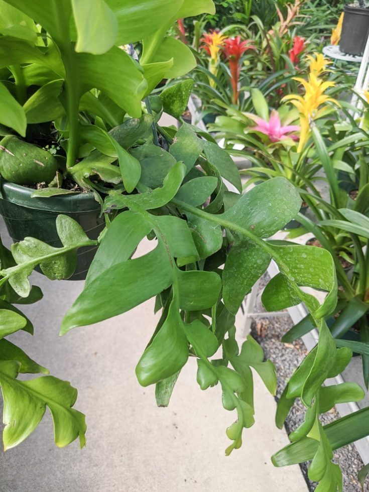 Fern leaf cactus care: Meet the stunning selenicereus chrysocardium!