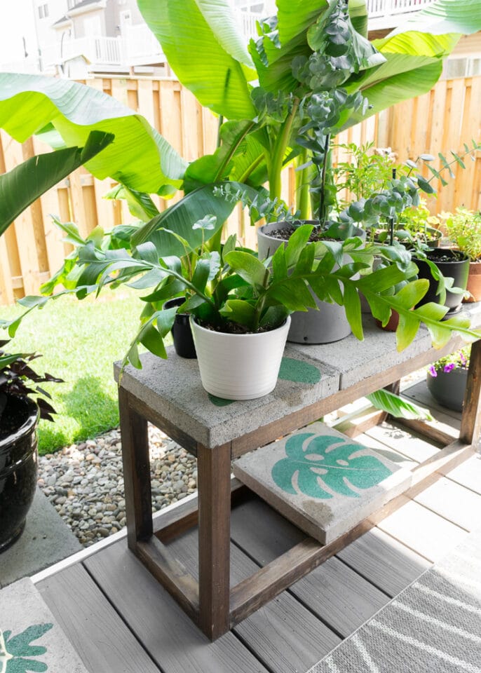 Fern leaf cactus care: Meet the stunning selenicereus chrysocardium!