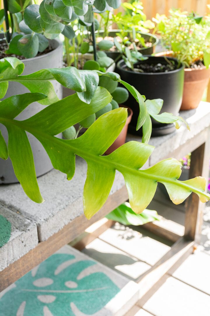 Fern leaf cactus care: Meet the stunning selenicereus chrysocardium!