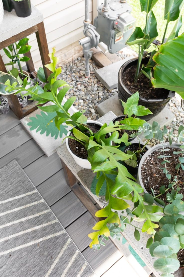 Fern leaf cactus care: Meet the stunning selenicereus chrysocardium!