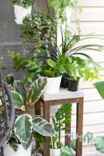 Fern leaf cactus care: Meet the stunning selenicereus chrysocardium!