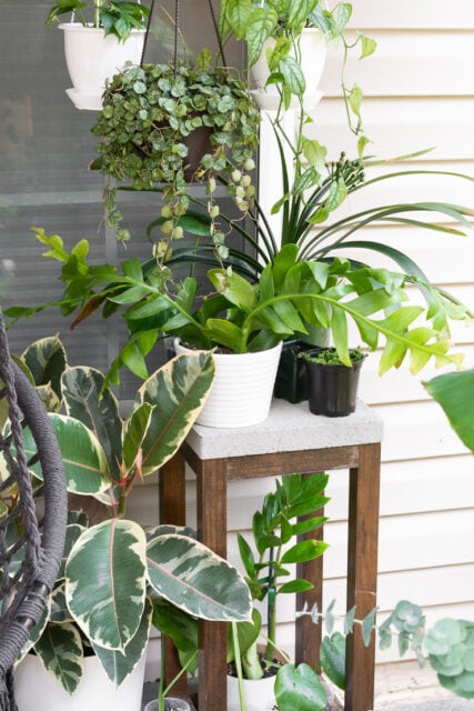 Fern leaf cactus care: Meet the stunning selenicereus chrysocardium!