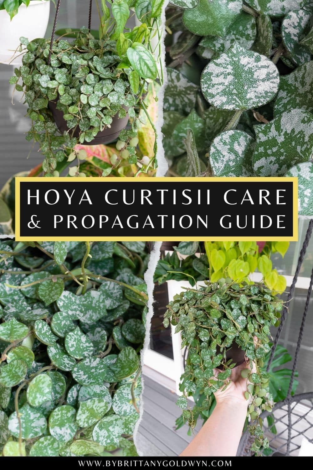 Hoya curtisii care & propagation—learn about this cute trailing hoya!
