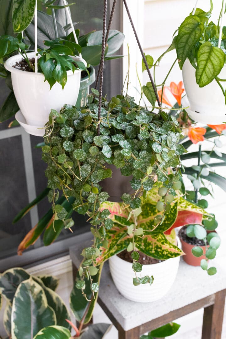 Hoya curtisii care & propagation—learn about this cute trailing hoya!
