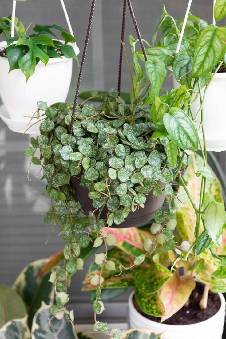 Hoya curtisii care & propagation—learn about this cute trailing hoya!