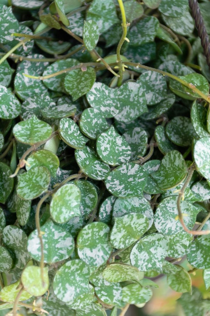 Hoya curtisii care & propagation—learn about this cute trailing hoya!