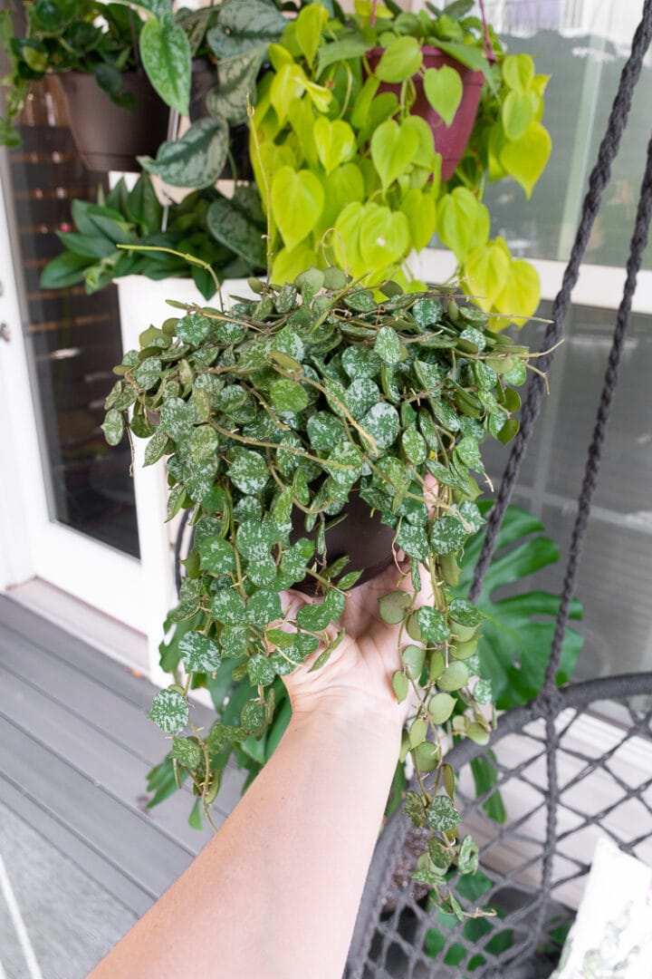 Hoya curtisii care & propagation—learn about this cute trailing hoya!