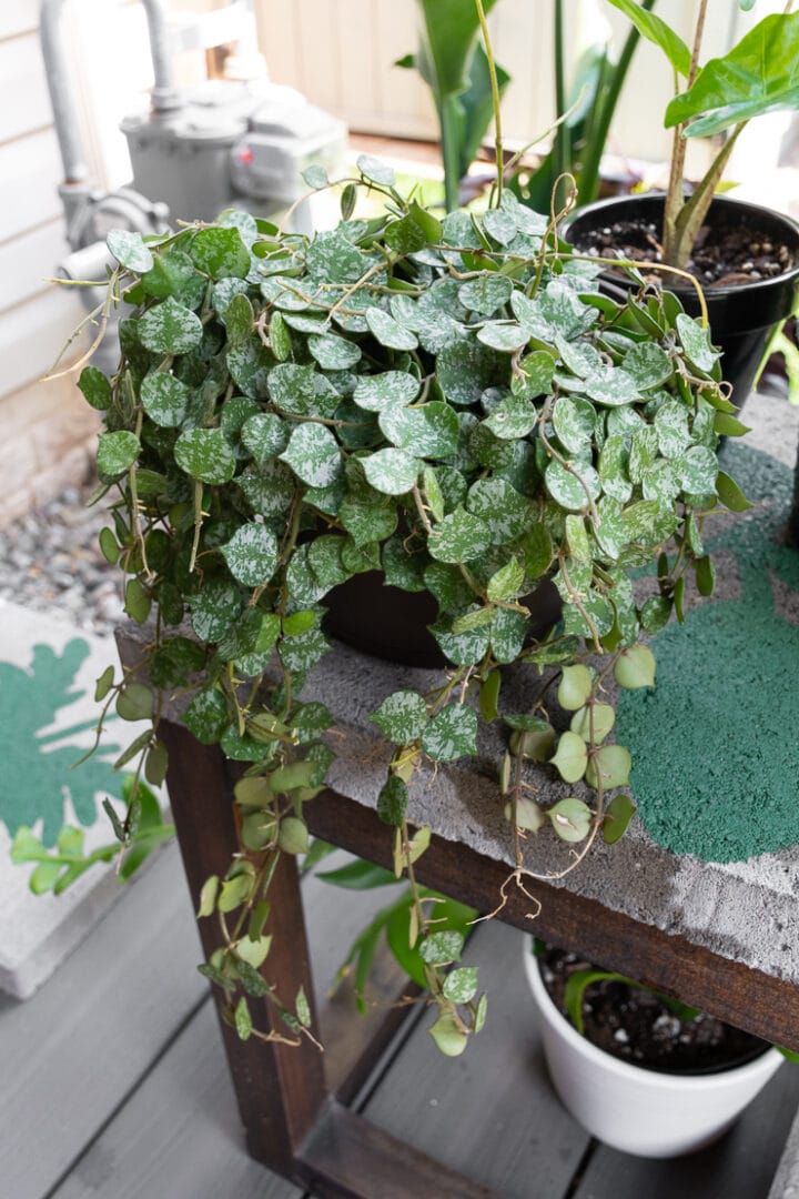 Hoya curtisii care & propagation—learn about this cute trailing hoya!