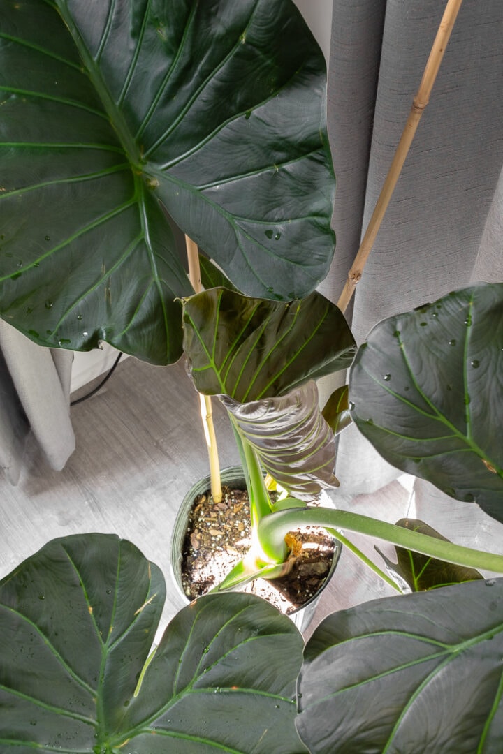 Alocasia regal shield care: How to care for this stunning tropical!