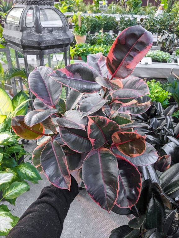 How to care for your stunning variegated rubber plant!