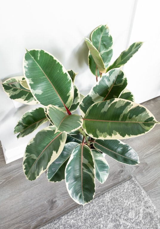 How to care for your stunning variegated rubber plant!