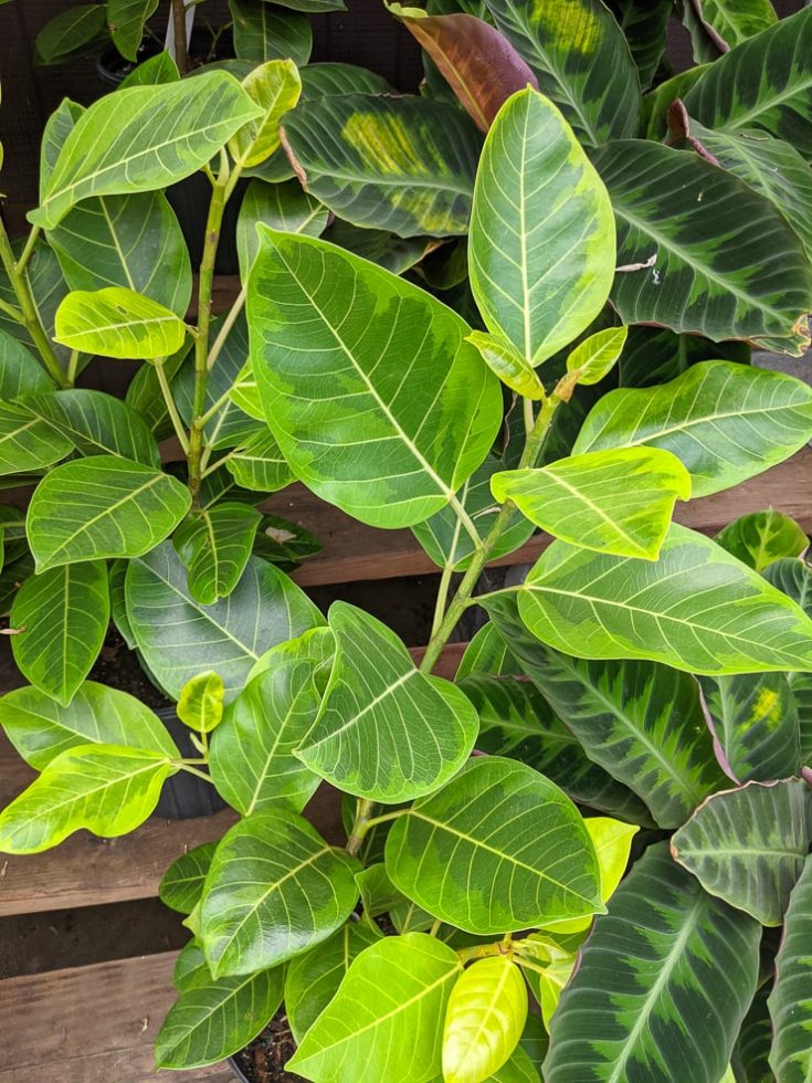 How to care for the stunning variegated Ficus Altissima "Yellow Gem"