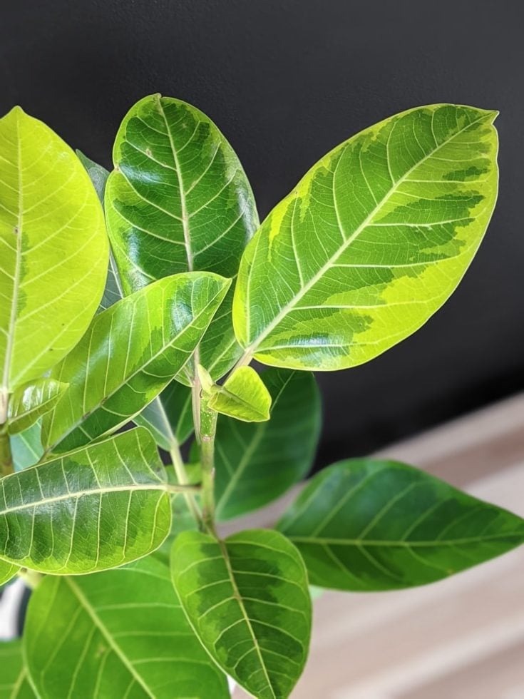 How to care for the stunning variegated Ficus Altissima "Yellow Gem"