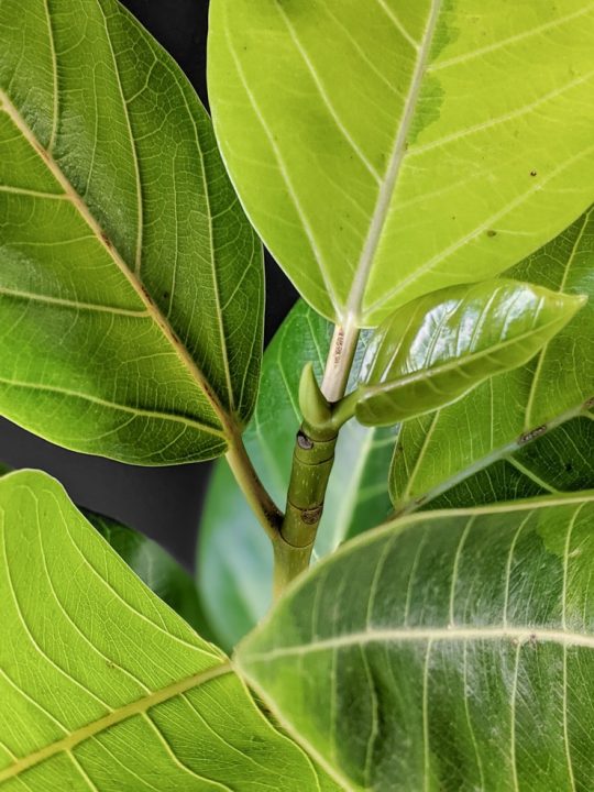 How to care for the stunning variegated Ficus Altissima "Yellow Gem"