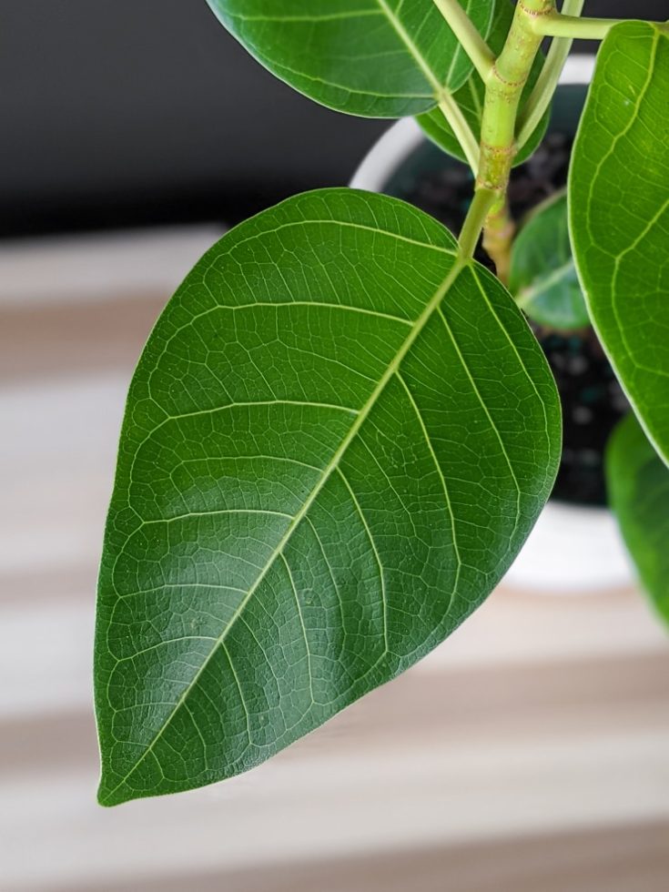 How to care for the stunning variegated Ficus Altissima "Yellow Gem"