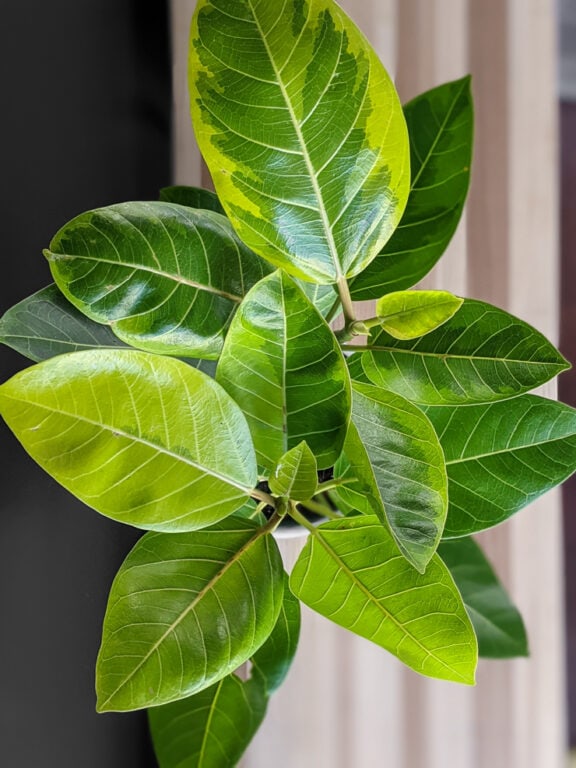 How to care for the stunning variegated Ficus Altissima "Yellow Gem"