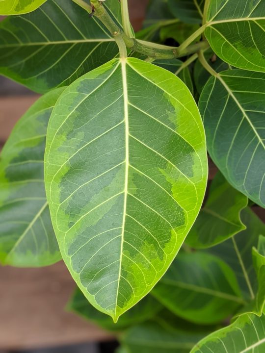 How to care for the stunning variegated Ficus Altissima "Yellow Gem"