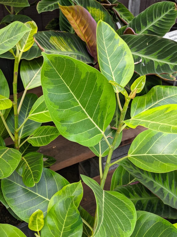 How to care for the stunning variegated Ficus Altissima "Yellow Gem"