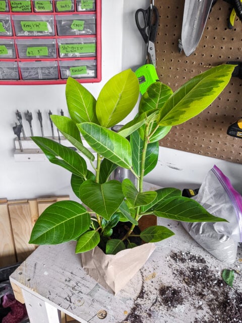 How to care for the stunning variegated Ficus Altissima "Yellow Gem"
