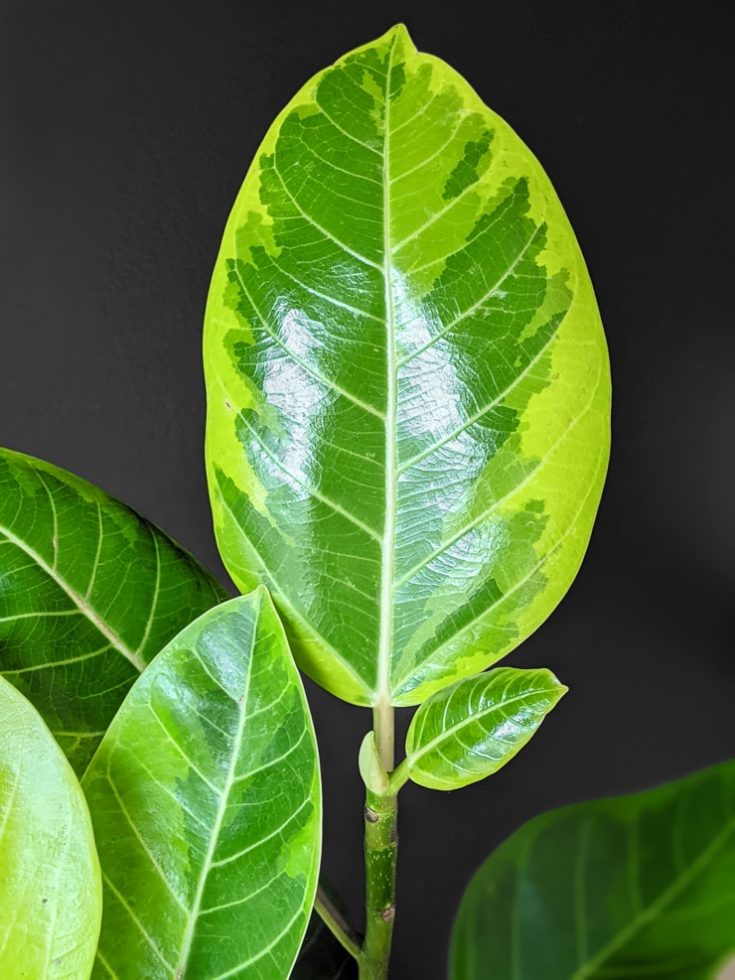 How to care for the stunning variegated Ficus Altissima "Yellow Gem"