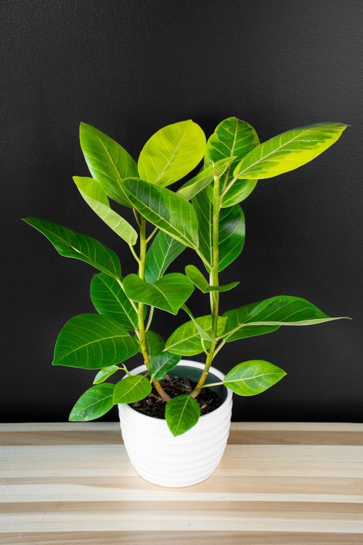 How to care for the stunning variegated Ficus Altissima "Yellow Gem"