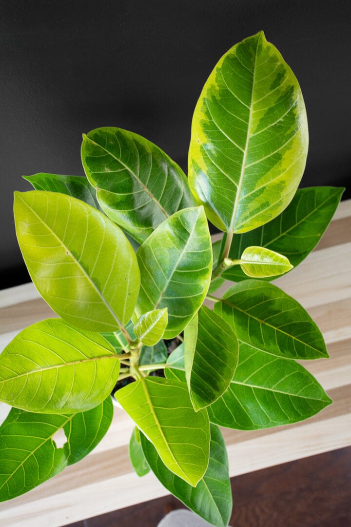 How to care for the stunning variegated Ficus Altissima "Yellow Gem"