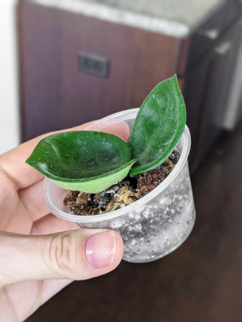 How to care for the gorgeous Hoya Carnosa Chelsea!