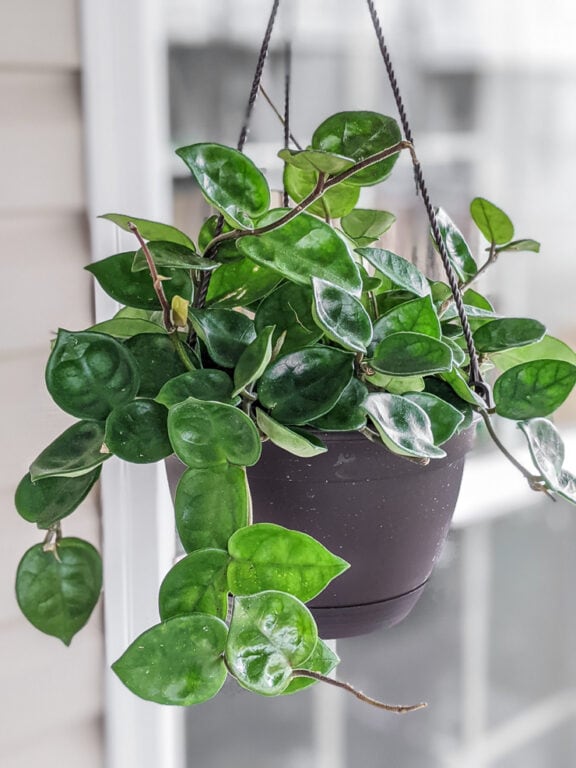How to care for the gorgeous Hoya Carnosa Chelsea!