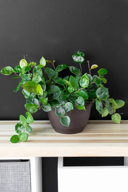 How to care for the gorgeous Hoya Carnosa Chelsea!