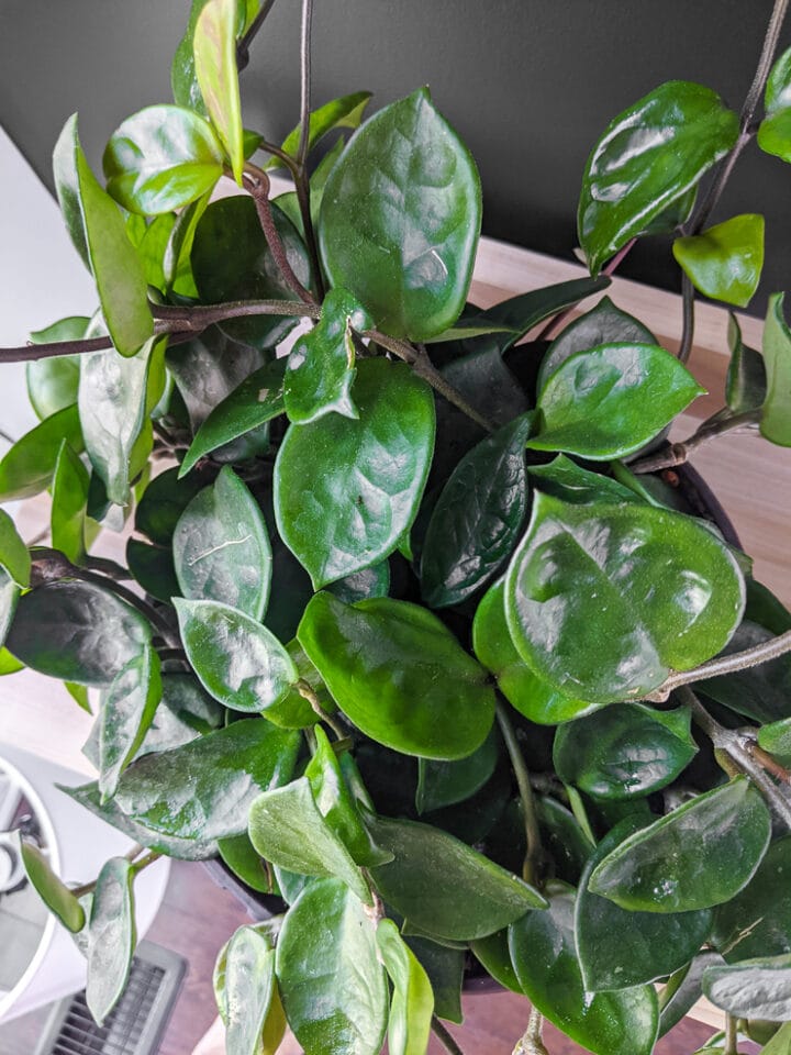 How to care for the gorgeous Hoya Carnosa Chelsea plant!