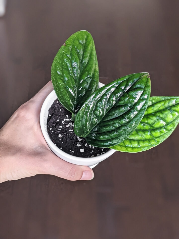 Learn how to care for the gorgeous climbing Monstera Peru plant!