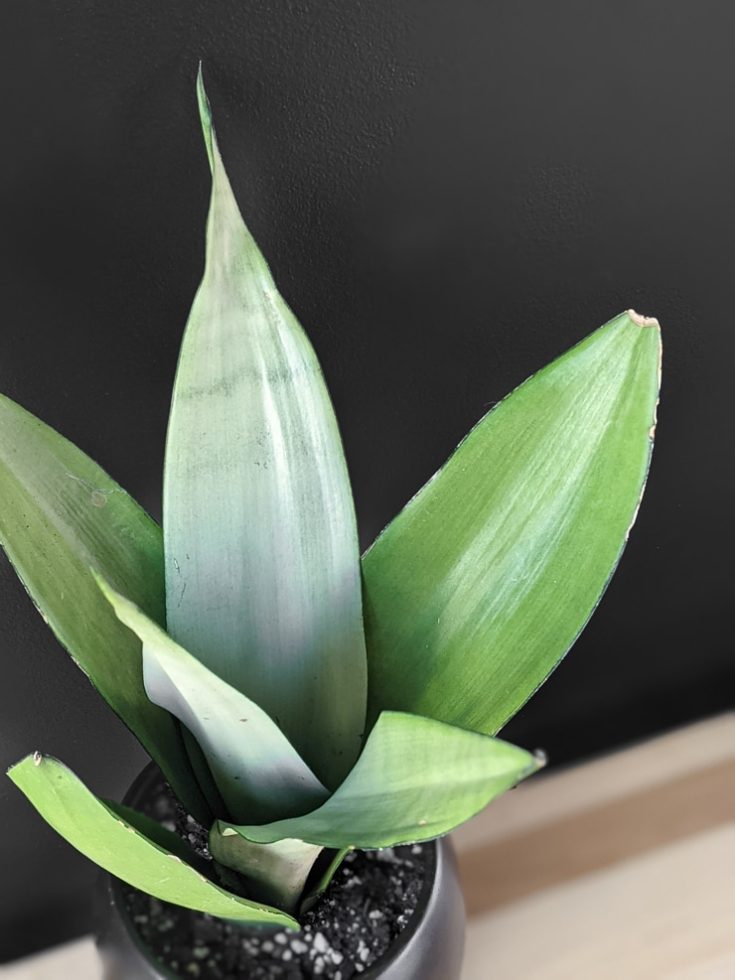Your guide to helping your gorgeous moonshine snake plant thrive!