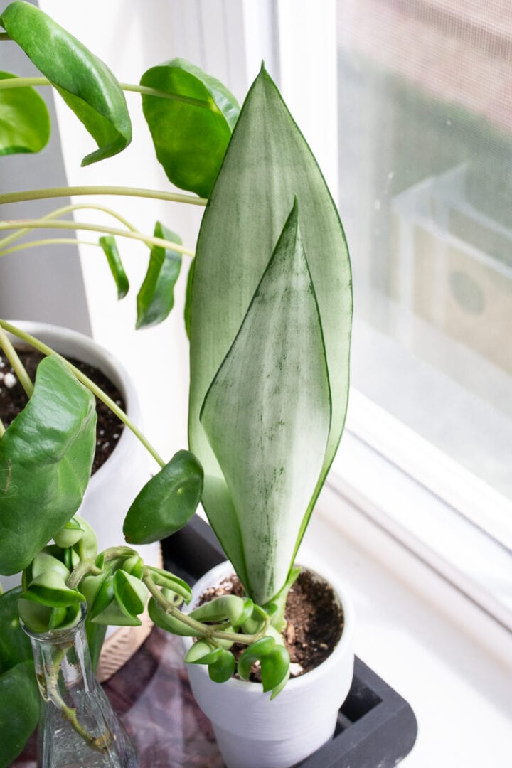 Your guide to helping your gorgeous moonshine snake plant thrive!