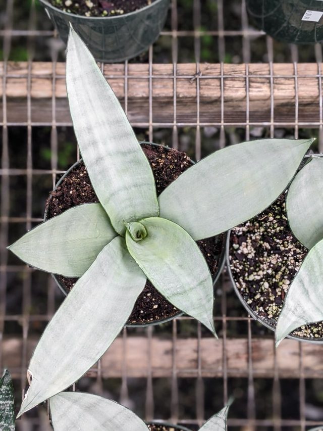Your guide to helping your gorgeous moonshine snake plant thrive!