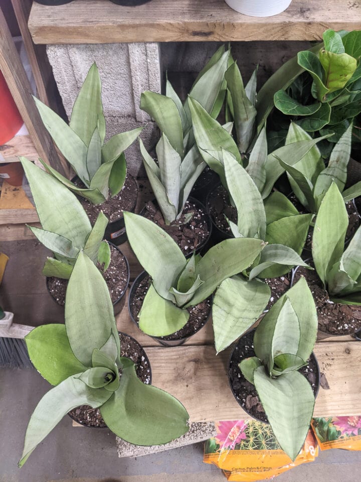 Your guide to helping your gorgeous moonshine snake plant thrive!