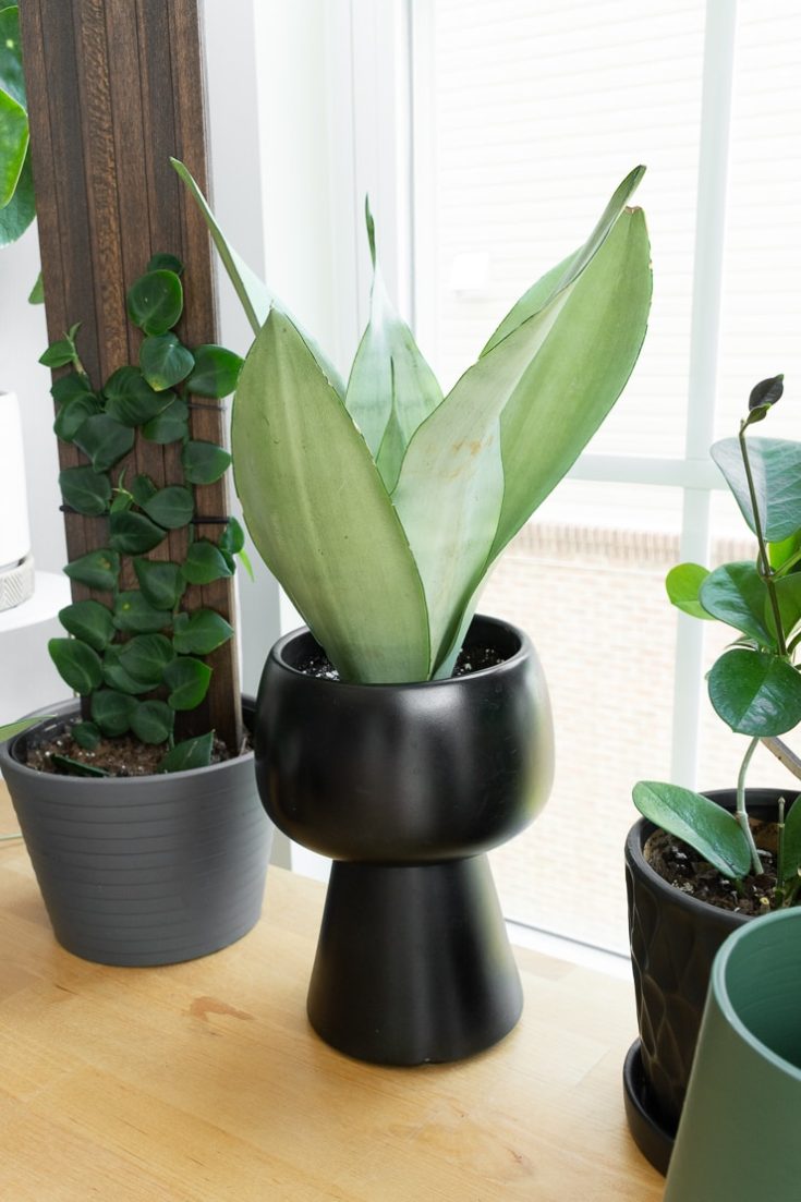 Your guide to helping your gorgeous moonshine snake plant thrive!