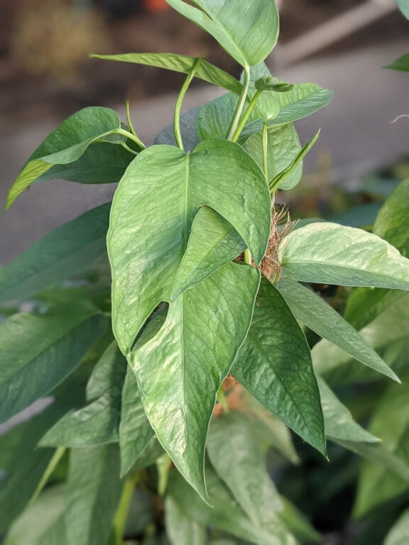 All about Cebu Blue Pothos care, plus propagating this stunner!