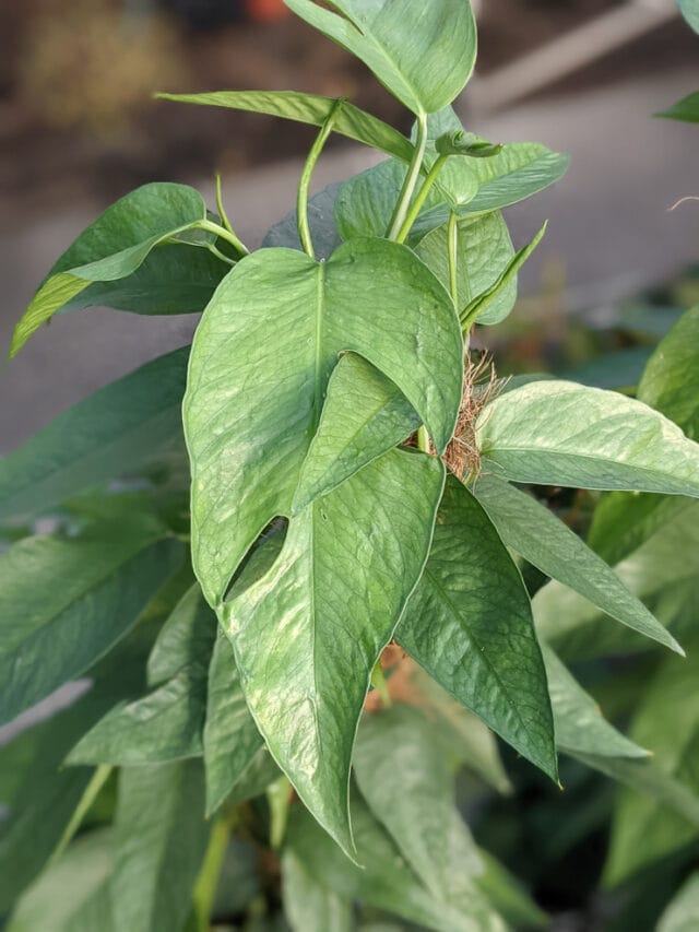 All about Cebu Blue Pothos care, plus propagating this stunner!