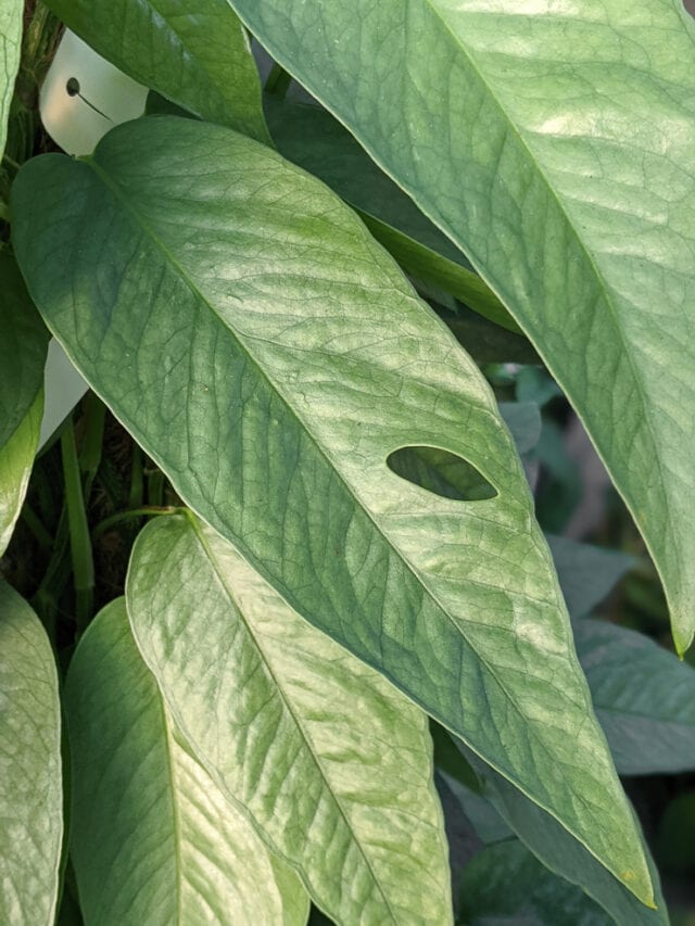 All about Cebu Blue Pothos care, plus propagating this stunner!