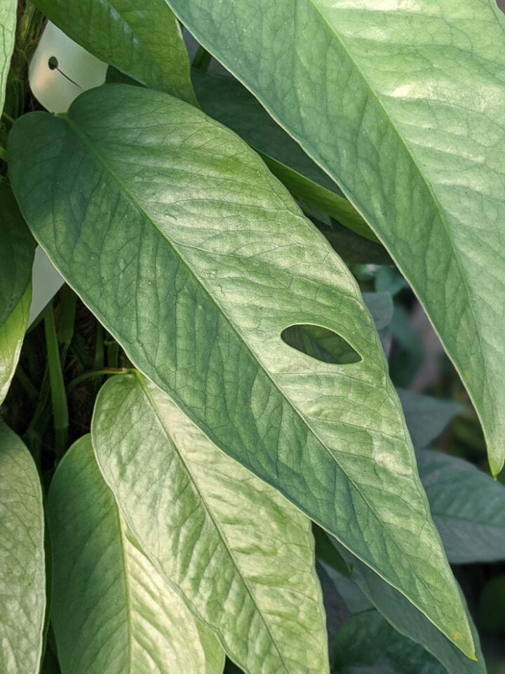 All about Cebu Blue Pothos care, plus propagating this stunner!