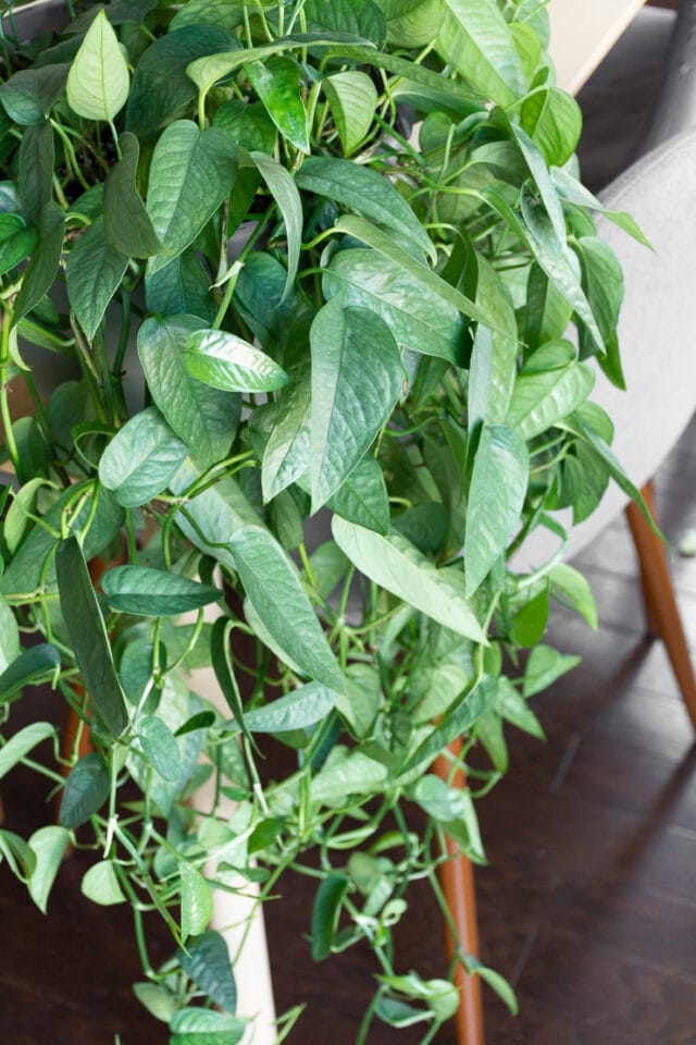 All about Cebu Blue Pothos care, plus propagating this stunner!
