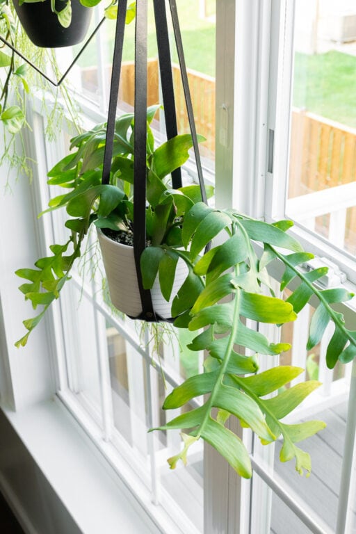 Fern leaf cactus care: Meet the stunning selenicereus chrysocardium!