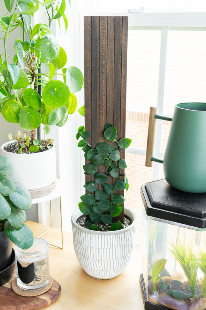 How to care for the unique Rhaphidophora Hayi shingle plant!