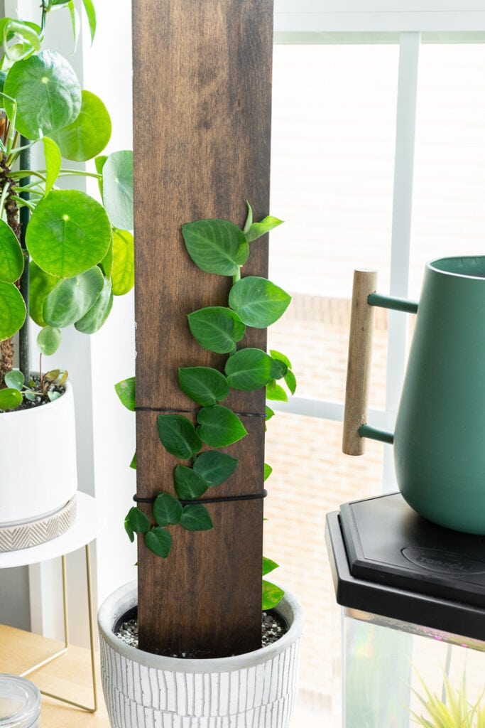 How to care for the unique Rhaphidophora Hayi shingle plant!