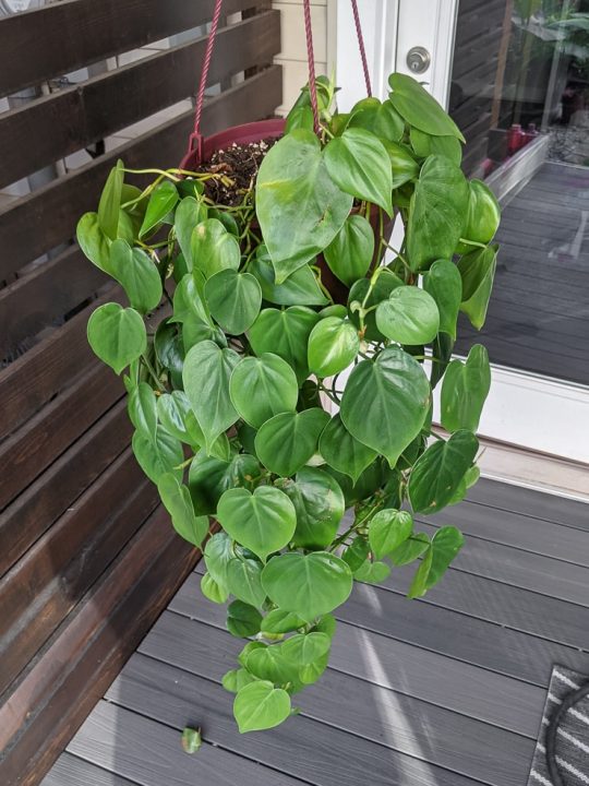 Epipremnum aureum & how to care for the classic pothos plant!