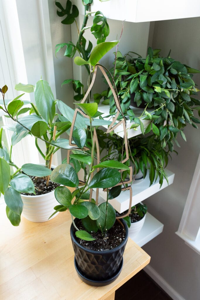 How to care for the pretty climbing and vining hoya australis